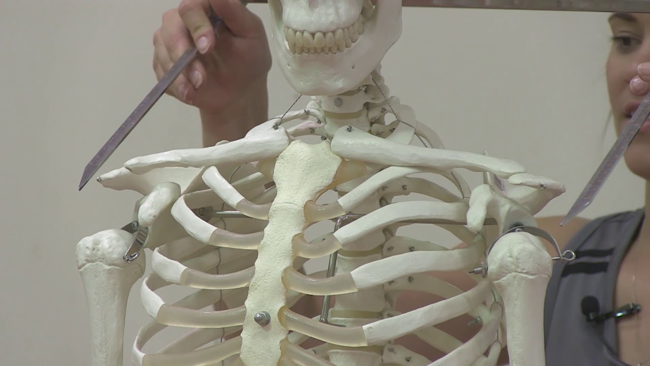 Breadths   Bi acromial