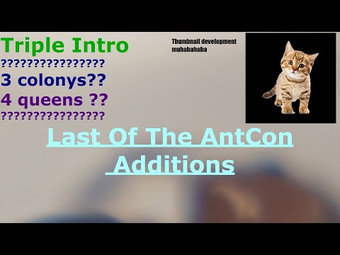Triple Introduction - Mystery Species, Stronglonaphis And FLAVUS !!!