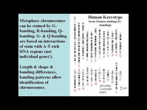 171 DNA, Chromosomes, Karyotypes and Gene Maps