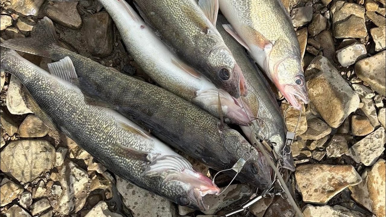 Maumee River Walleye Run (What you should know) 🎣🎣