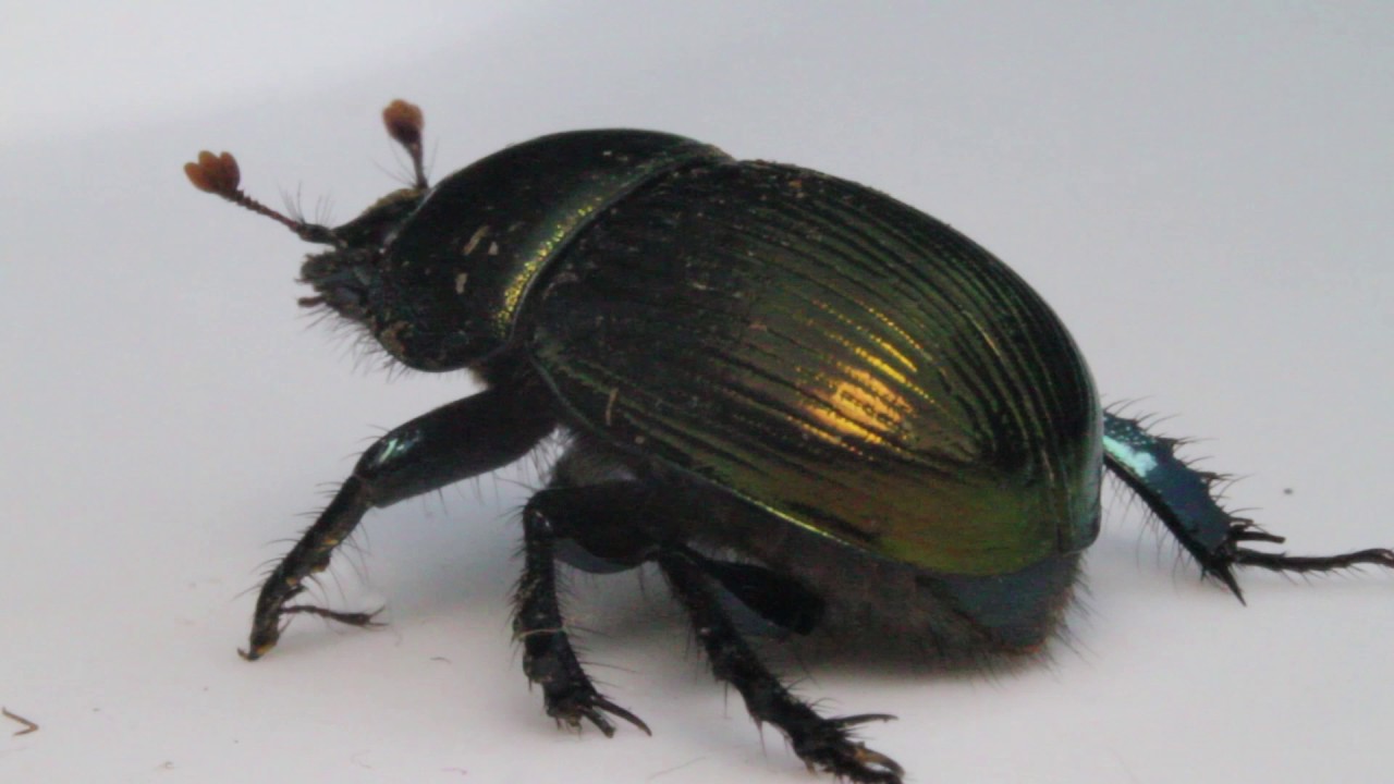 Meet an Insect: Scarab Beetle