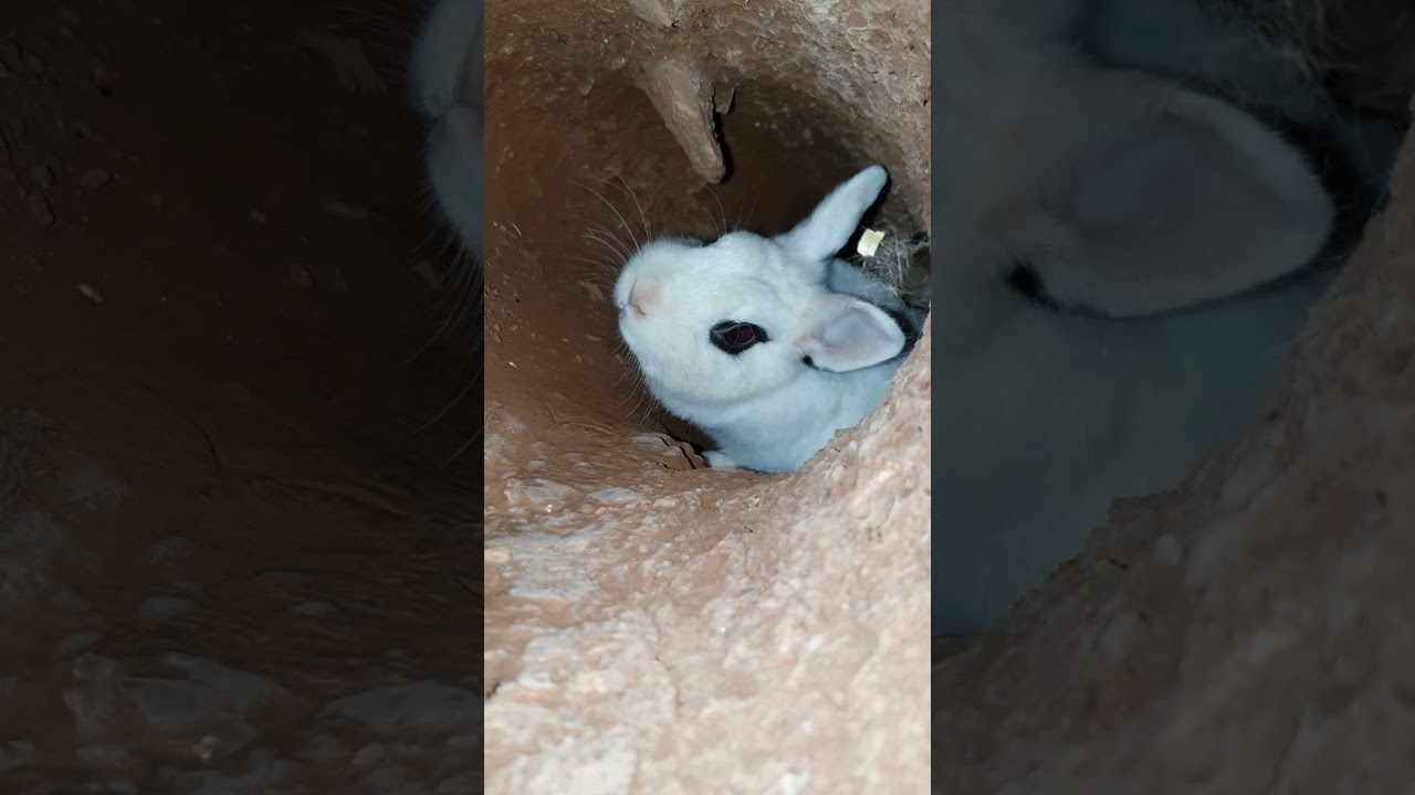 Do you know what is there inside a burrow?
