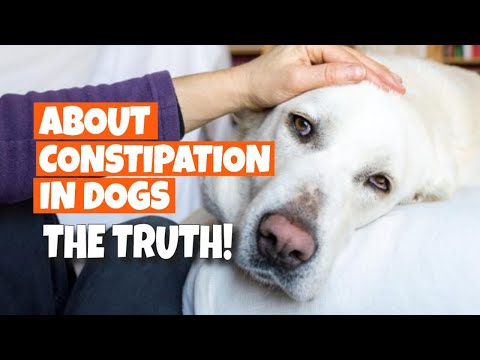 CONSTIPATION in DOGS: 🐶 What Causes It and What to Do