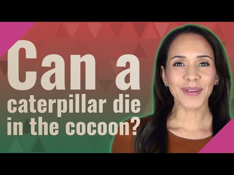 Can a caterpillar die in the cocoon?