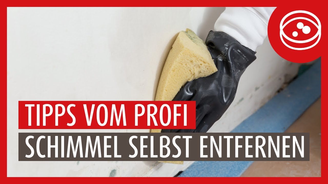 Schimmel an der Wand im Haus selbst entfernen: Bis zu diesem Ausmaß möglich | Ratgeber vom Experten