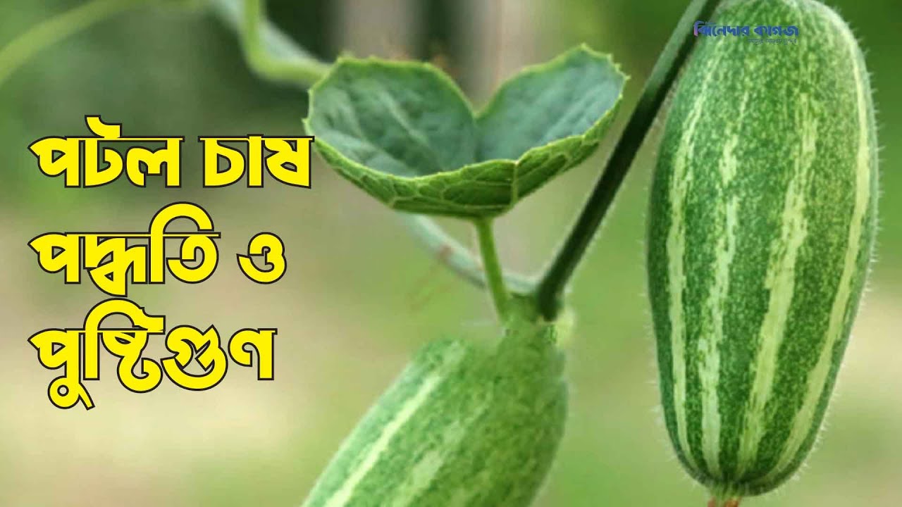 ঝিনেদার কাগজ || Jhenedar kagoj || সত্যের আলোয় সুন্দর