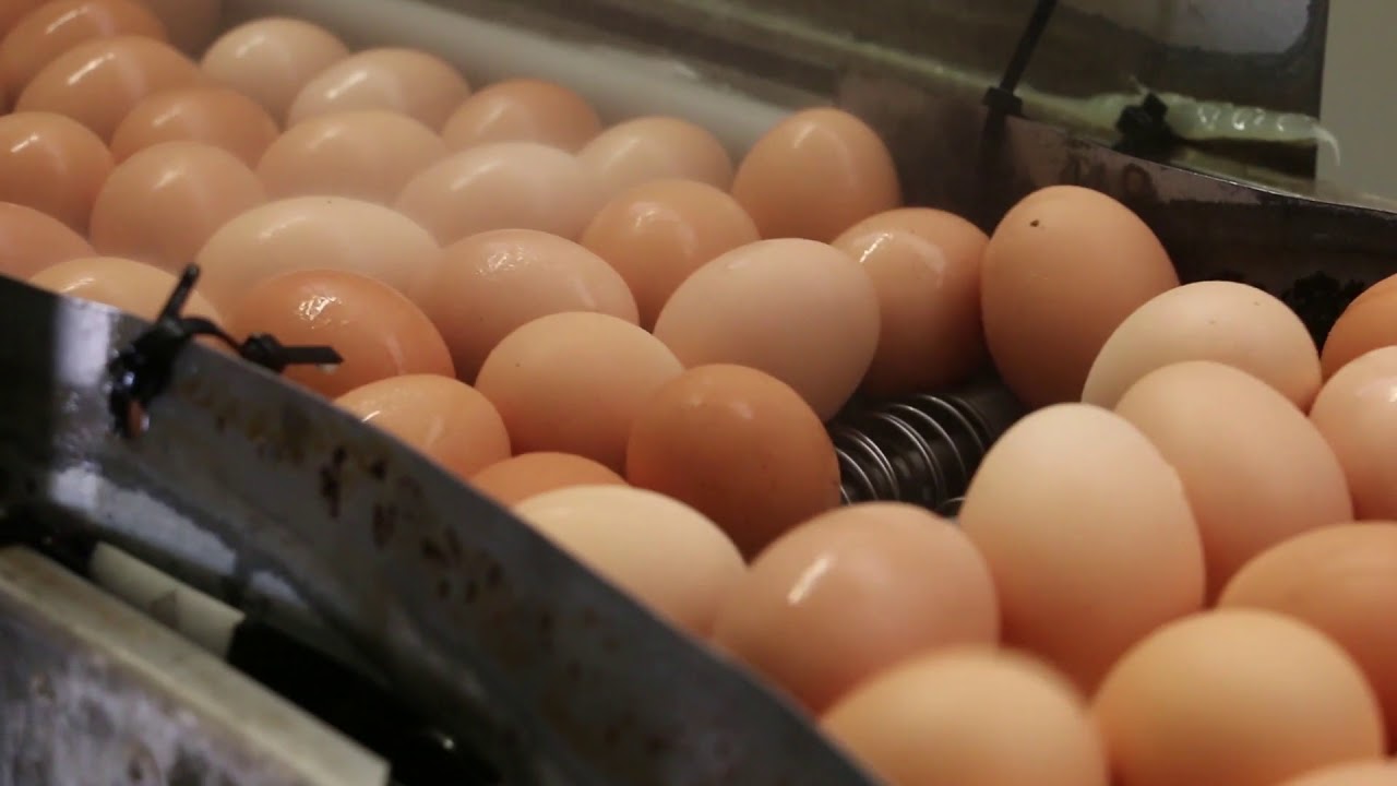 Fryar's Kangaroo Island Free Range Eggs