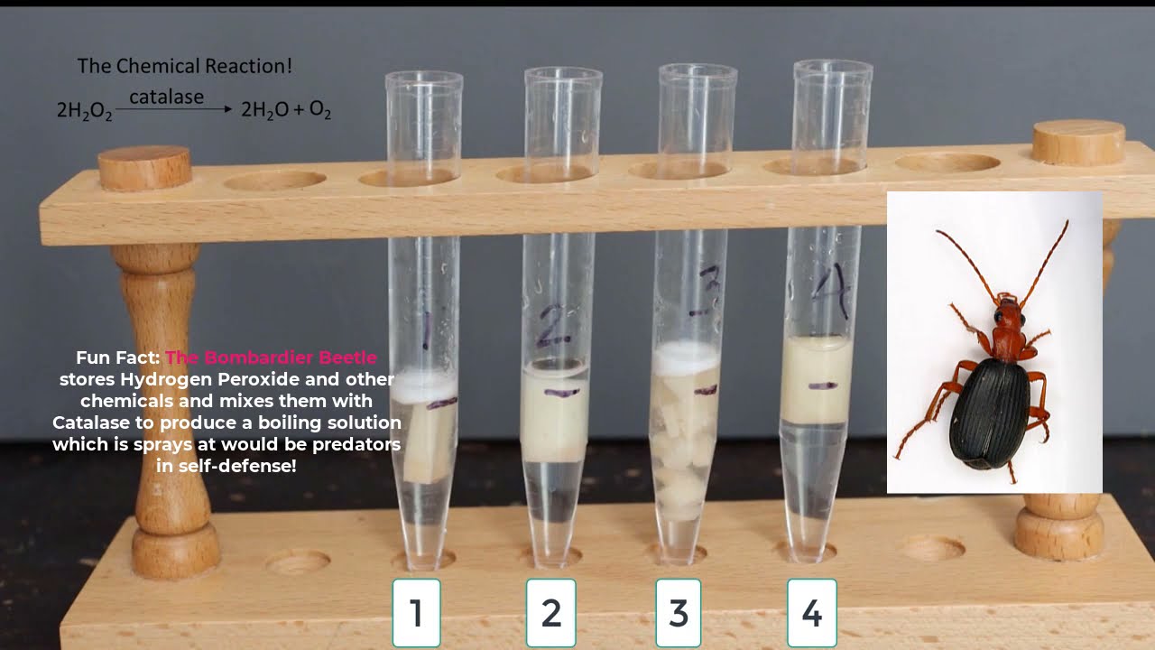 Potato Catalase Enzyme Experiment (UPDATE)