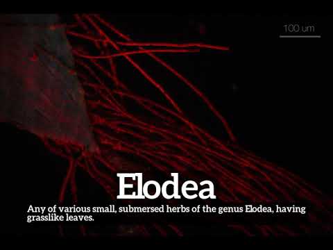 How to Say Elodea in English? | How Does Elodea Look? | What is Elodea?