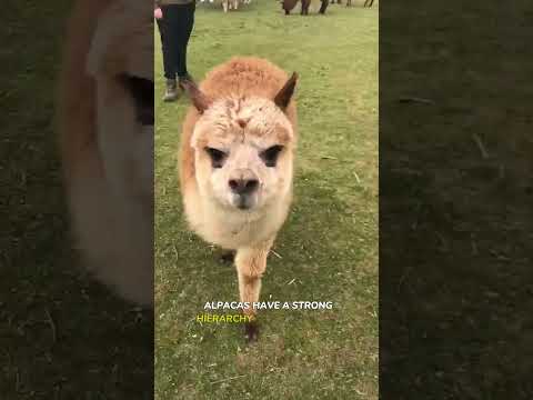 The Social World of Alpacas: Harmony in the Grasslands #Alpacas #AnimalBehavior #SocialStructures