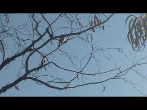 Grey butcherbird fledgling and adult, noisy miners, rainbow lorikeets in Alexandria