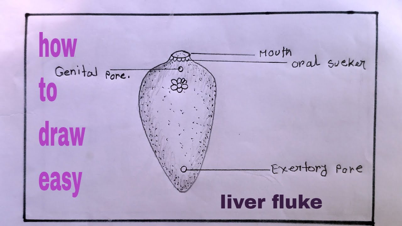 how to draw liver fluke/draw liver fluke diagram