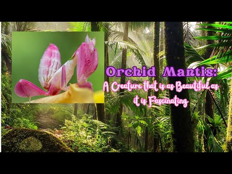 Orchid Mantis: A Creature that is as Beautiful as it is Fascinating #mantis #orchids #insects