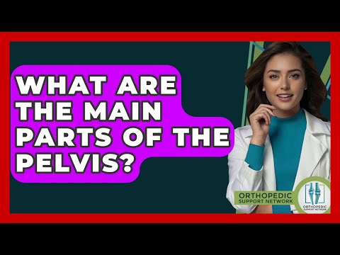 What Are The Main Parts Of The Pelvis? - Orthopedic Support Network