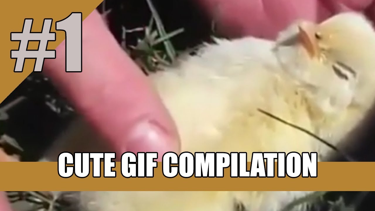CUTE VIDEO GIF COMPILATION #1