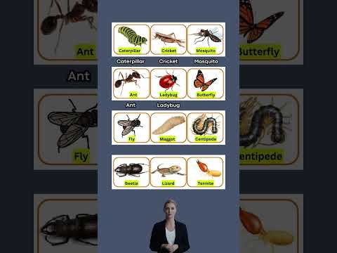 Insects vocabulary | English Stories |