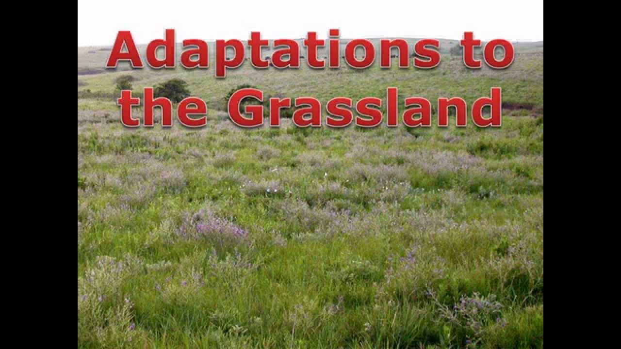 Grassland Adaptations