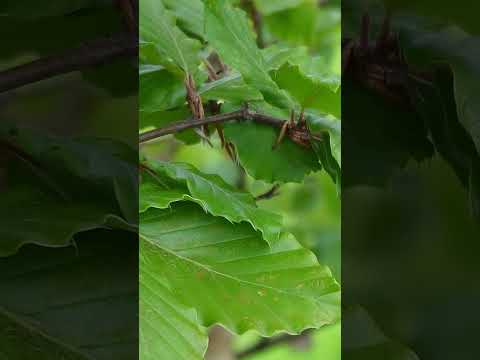 David Domoney: Secrets of Beech