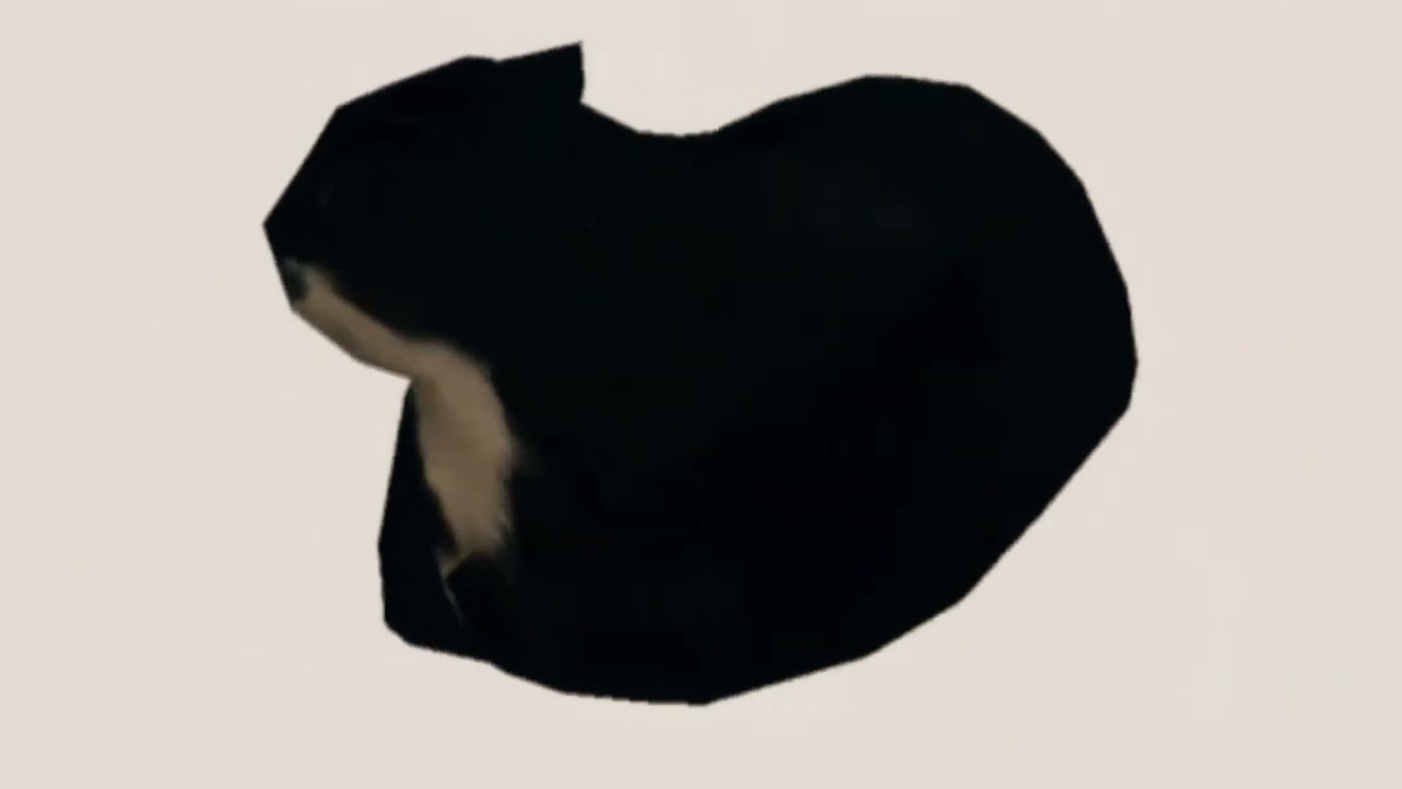 Maxwell (Uni) the cat dancing but whit different song