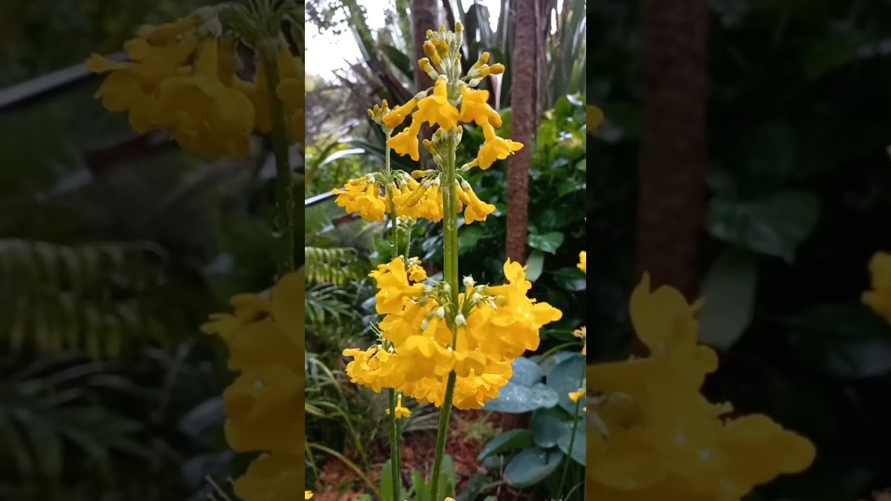 Candelabra primulas♧칸델라