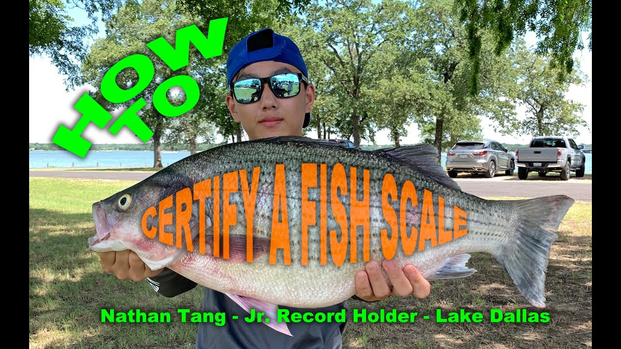 How To Certify a Fish Weigh Scale - For Texas State & Water Body Records