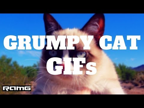 Best GIFs | Grumpy Cat GIFs | Animals Compilation with Instrumental Music