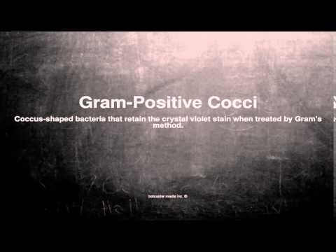 Medical vocabulary: What does Gram-Positive Cocci mean