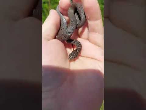 Baby Black Racer!