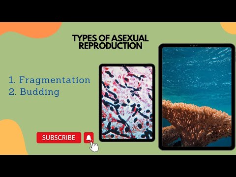 @TKF661 types of asexual reproduction/ Fragmentation and budding/ examples