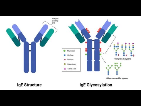 IgE Antibody Therapeutics