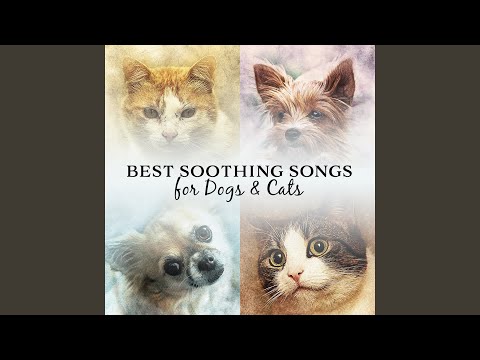Amazing Wellness for Pets