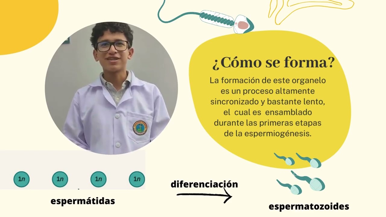 ¿CÓMO SE FORMA EL ACROSOMA? ESPERMIOGENESIS
