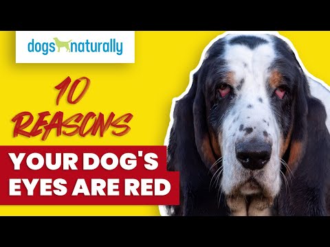 10 Reasons Your Dog's Eyes Are Red