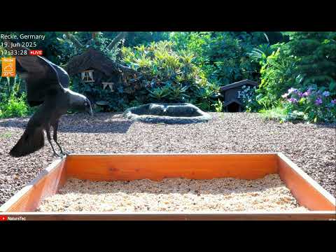 2025 06 19 feeder monster strikes