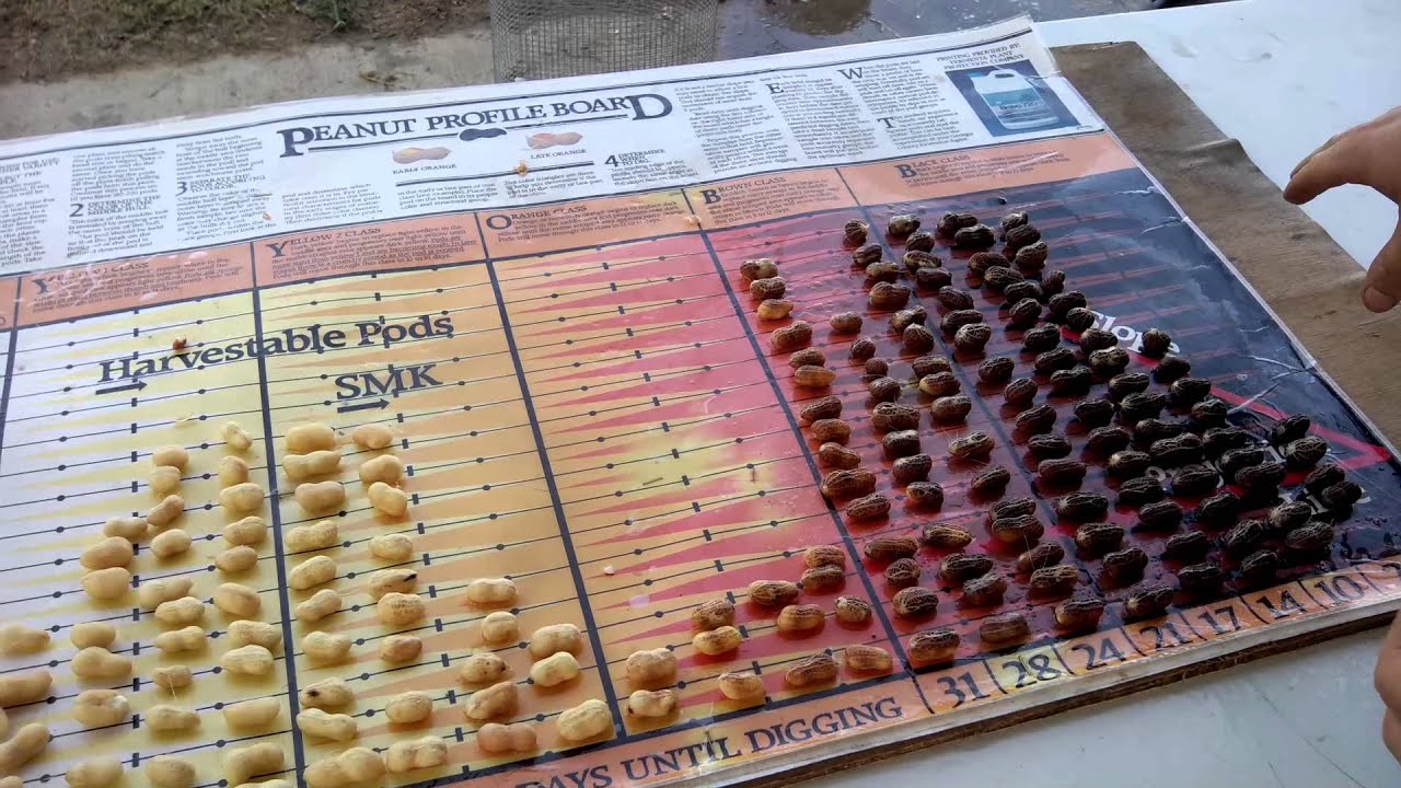 Determining Peanut Maturity