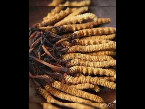Most expensive fungus in world 😮#shorts #viral