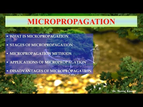 Micropropagation - It's methods, stages, applications and disadvantages | Clonal propagation