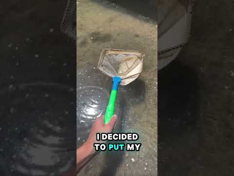 Catching minnows for my pet bass Gibbs #fishing #fyp #shorts #funny
