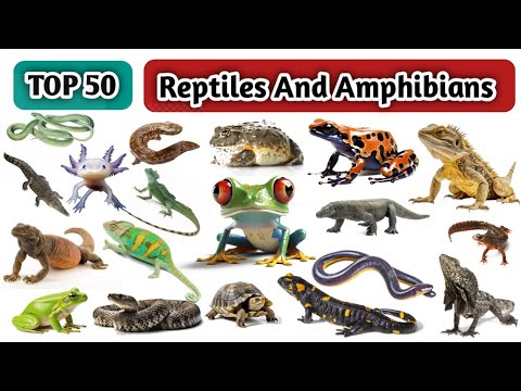 Reptiles And Amphibians Names In English | Reptiles And Amphibians Pictures And Vocabulary