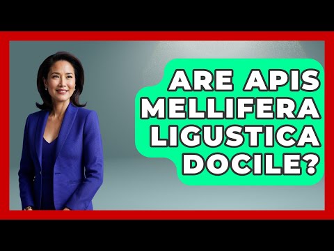 Are Apis Mellifera Ligustica Docile? - Reptilian Wonders