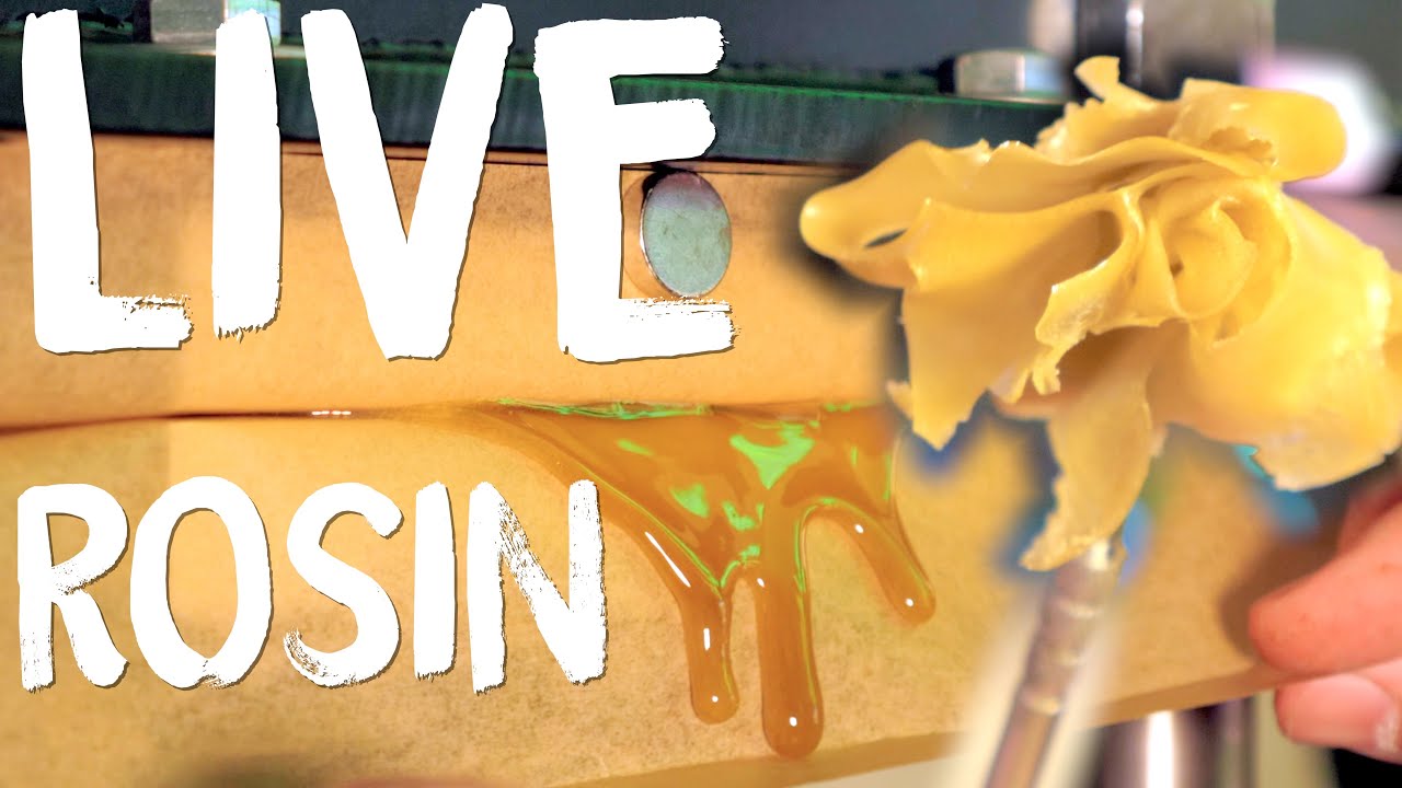 Ultimate LIVE Rosin Press Guide (26.6g of Bubble Hash Pressed Into Live Rosin Review) | Home Grow TV