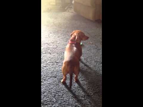 Love sick dog