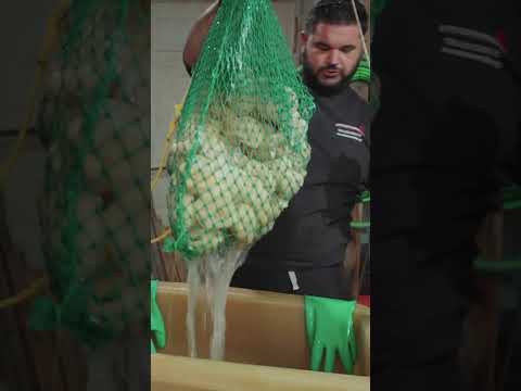How sea sponges are harvested in Greece. #deepsea #underthesea #spongediving