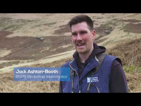 Fundraising drive for RSPB’s Investigations Team – Raptor Persecution UK