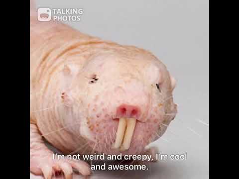 The talking naked mole rat