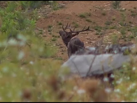 6 Point Elk, so close you can hear him breath. Destination Elk 2022.