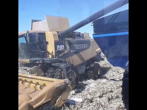 Grain vac works and corn going into harvestor!!
