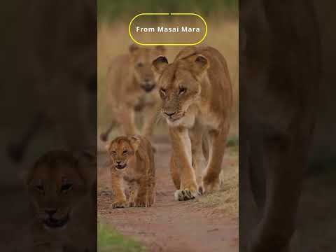 Masai Mara Lions