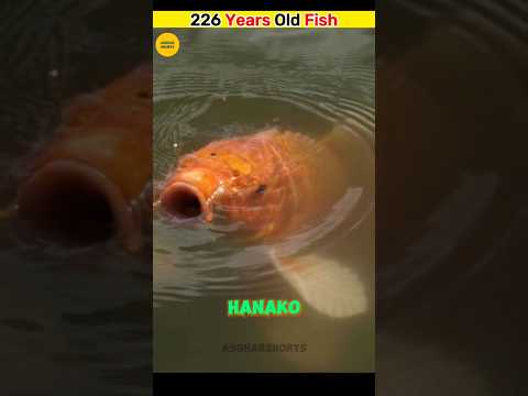 226 years Living Oldest Fish || Hanako A Koi Crap || 🤯 #shorts