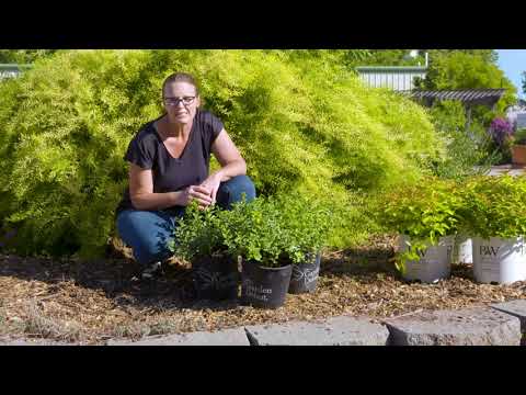 Looking at Spirea Shrubs
